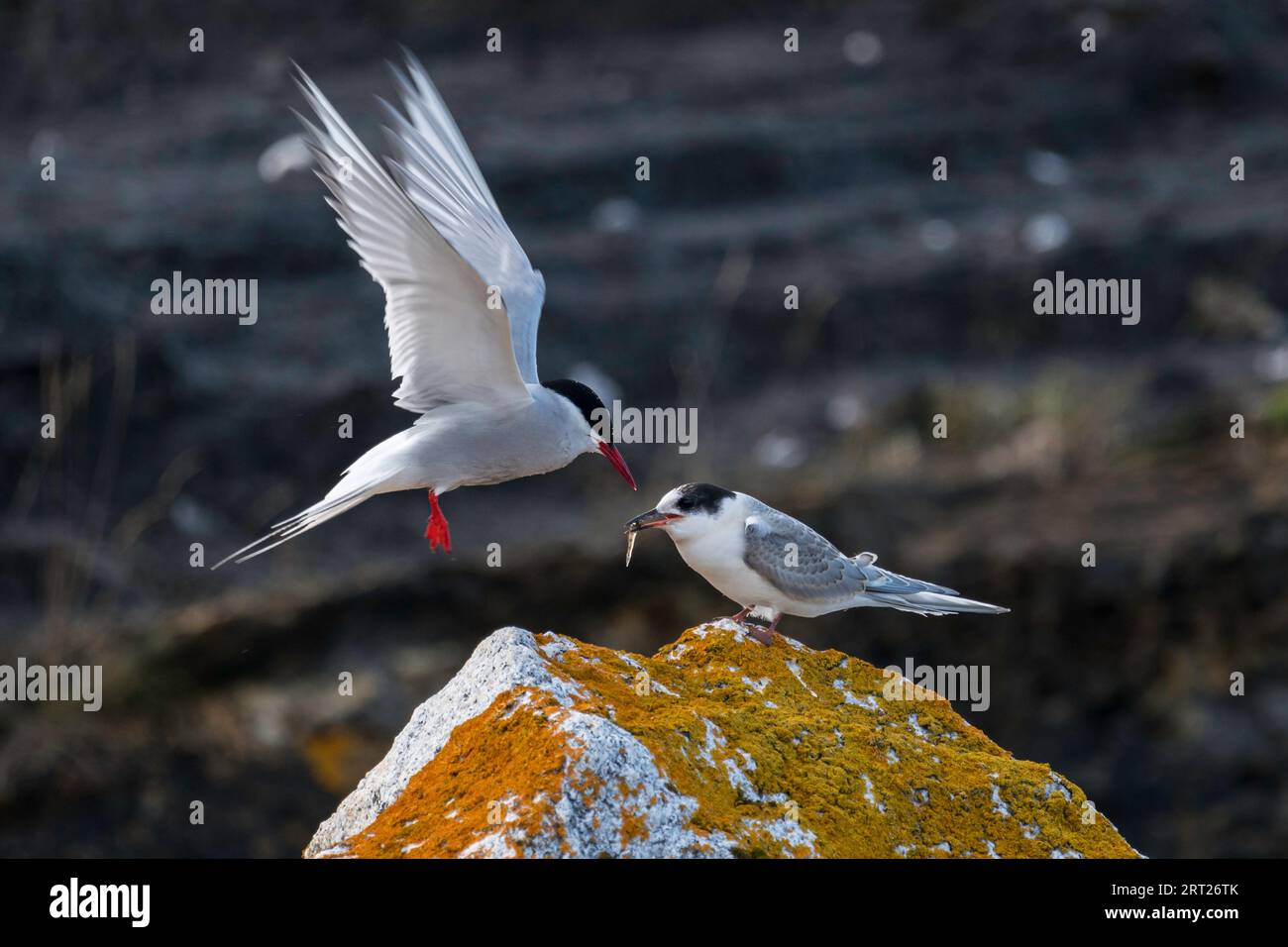 Tern feeding young hi-res stock photography and images - Alamy