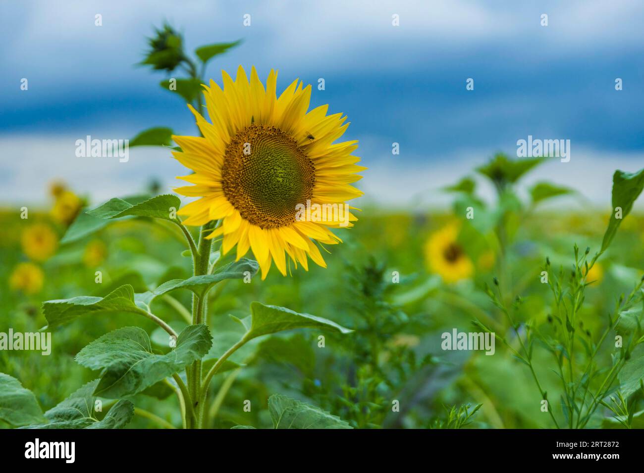 Lusatia sunflower hi-res stock photography and images - Alamy