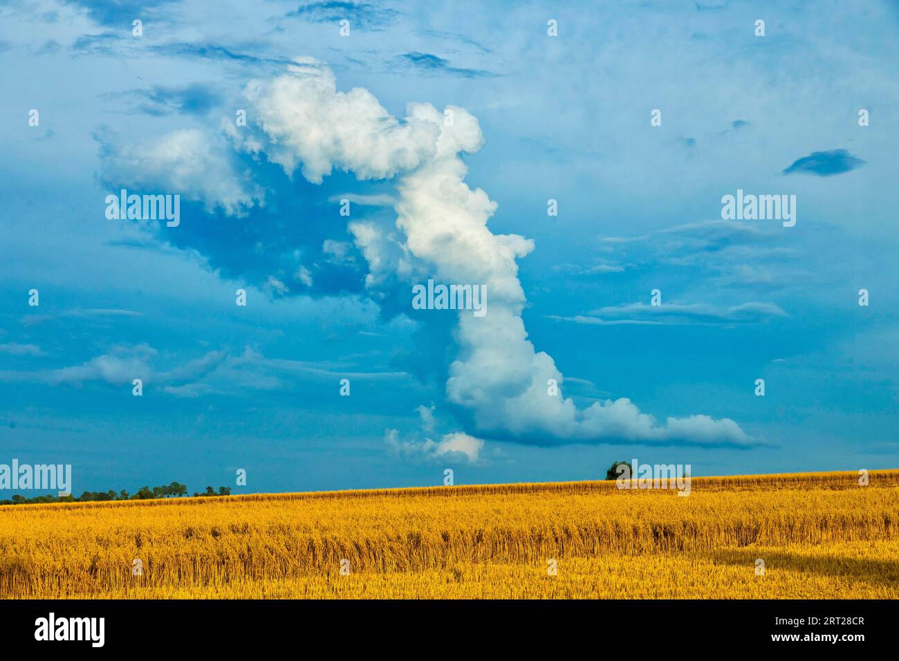 Spectacular grain hi-res stock photography and images - Alamy