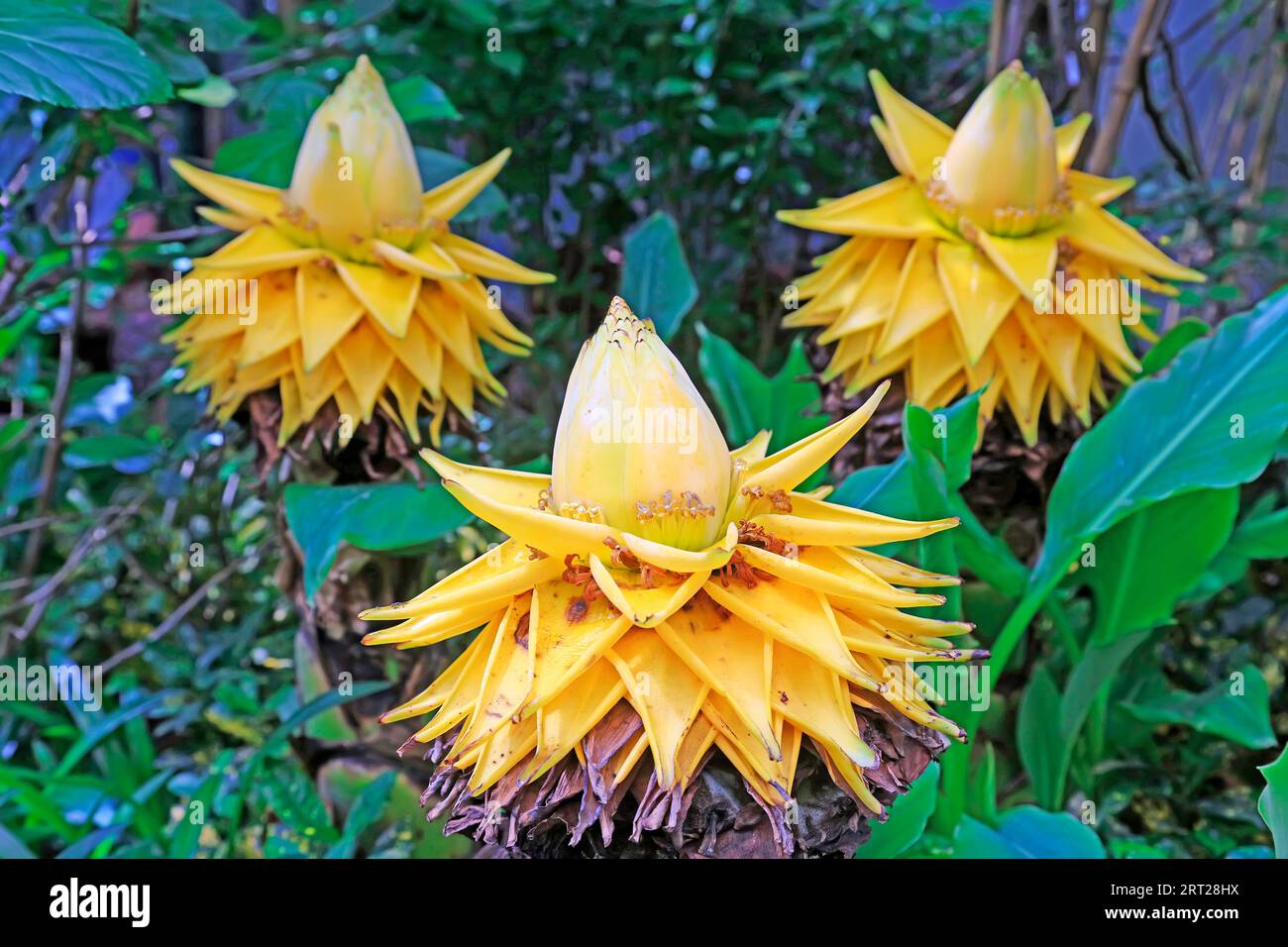 Hairyfruit musella flower hi-res stock photography and images - Alamy
