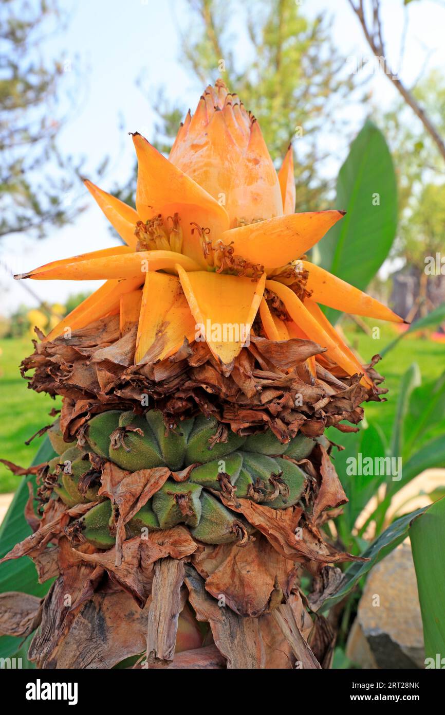 Hairyfruit musella flower hi-res stock photography and images - Alamy