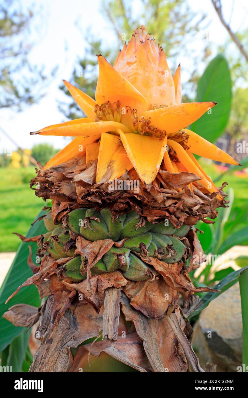 Musaceae plants hairyfruit musella flower Stock Photo - Alamy