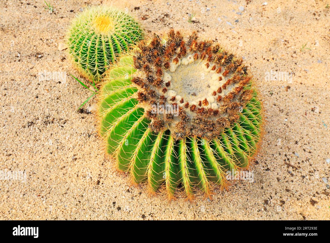 Rounded ball cactus hi-res stock photography and images - Alamy