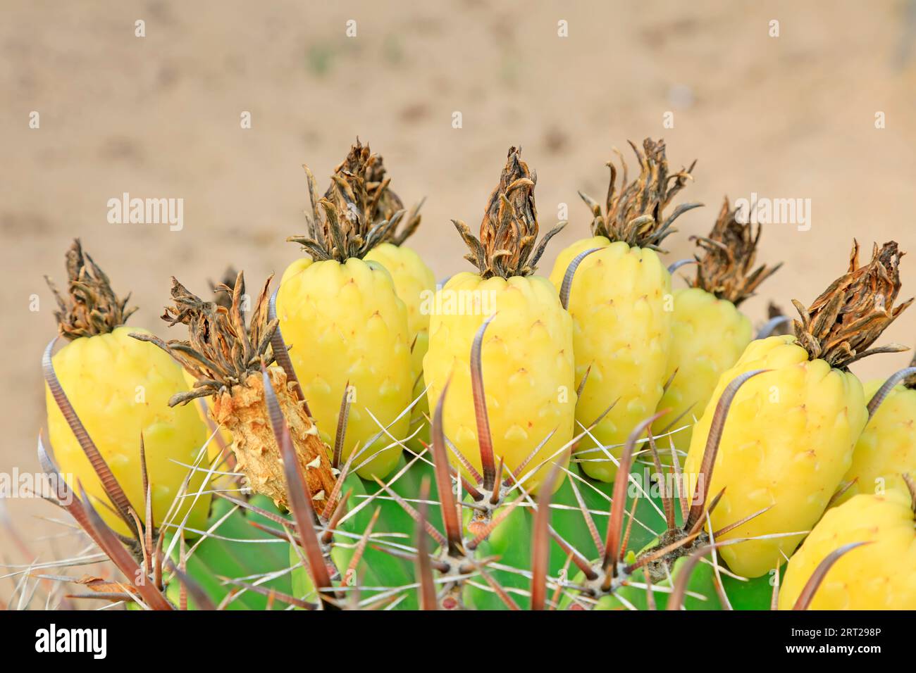 Cactus plants Ferocactus peninsulae in a garden Stock Photo - Alamy