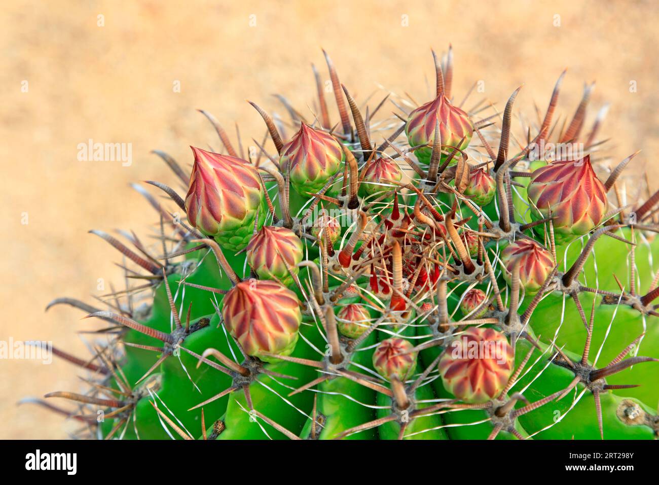Cactus plants Ferocactus peninsulae in a garden Stock Photo - Alamy