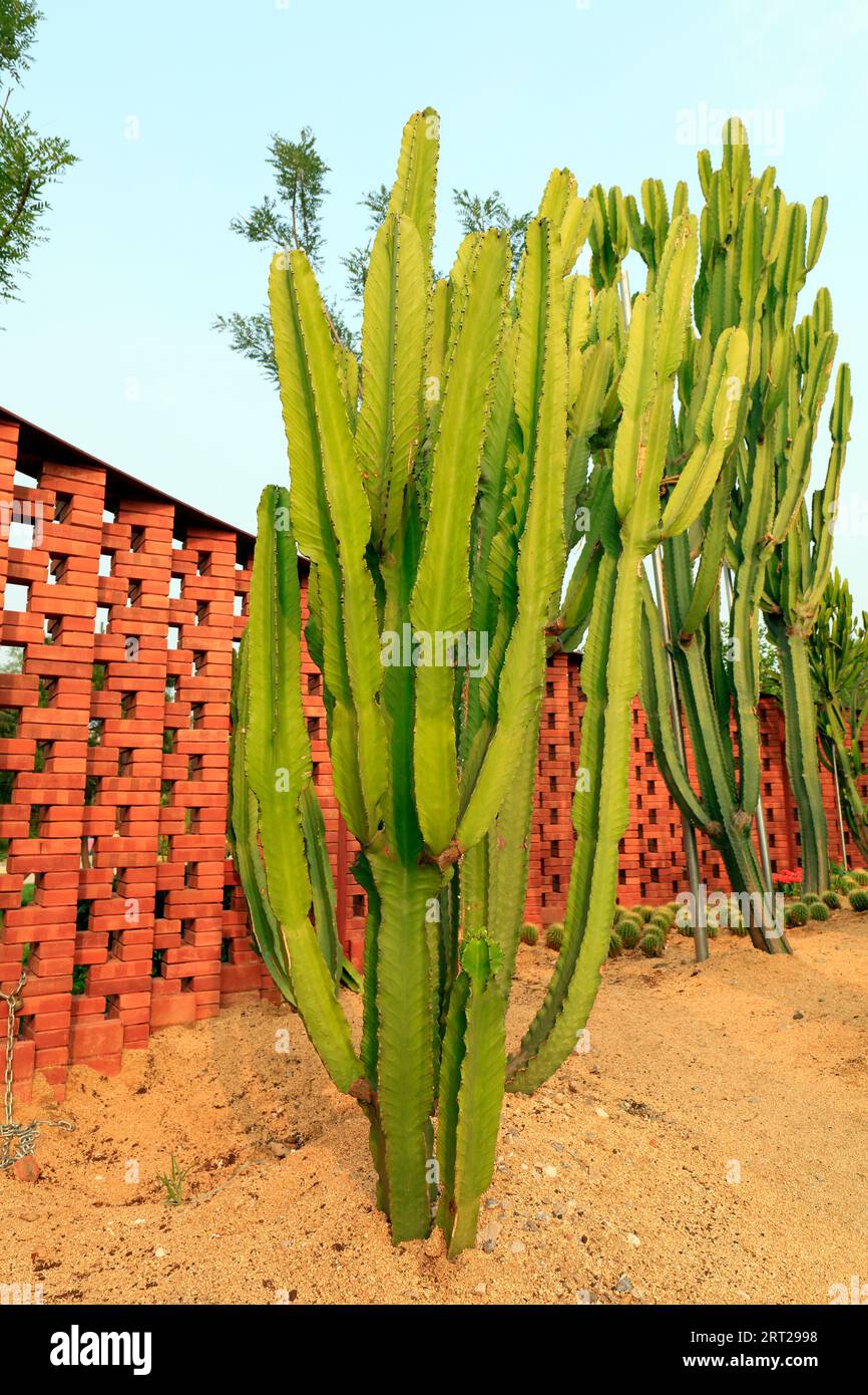 Xiamen botanical garden hi-res stock photography and images - Alamy