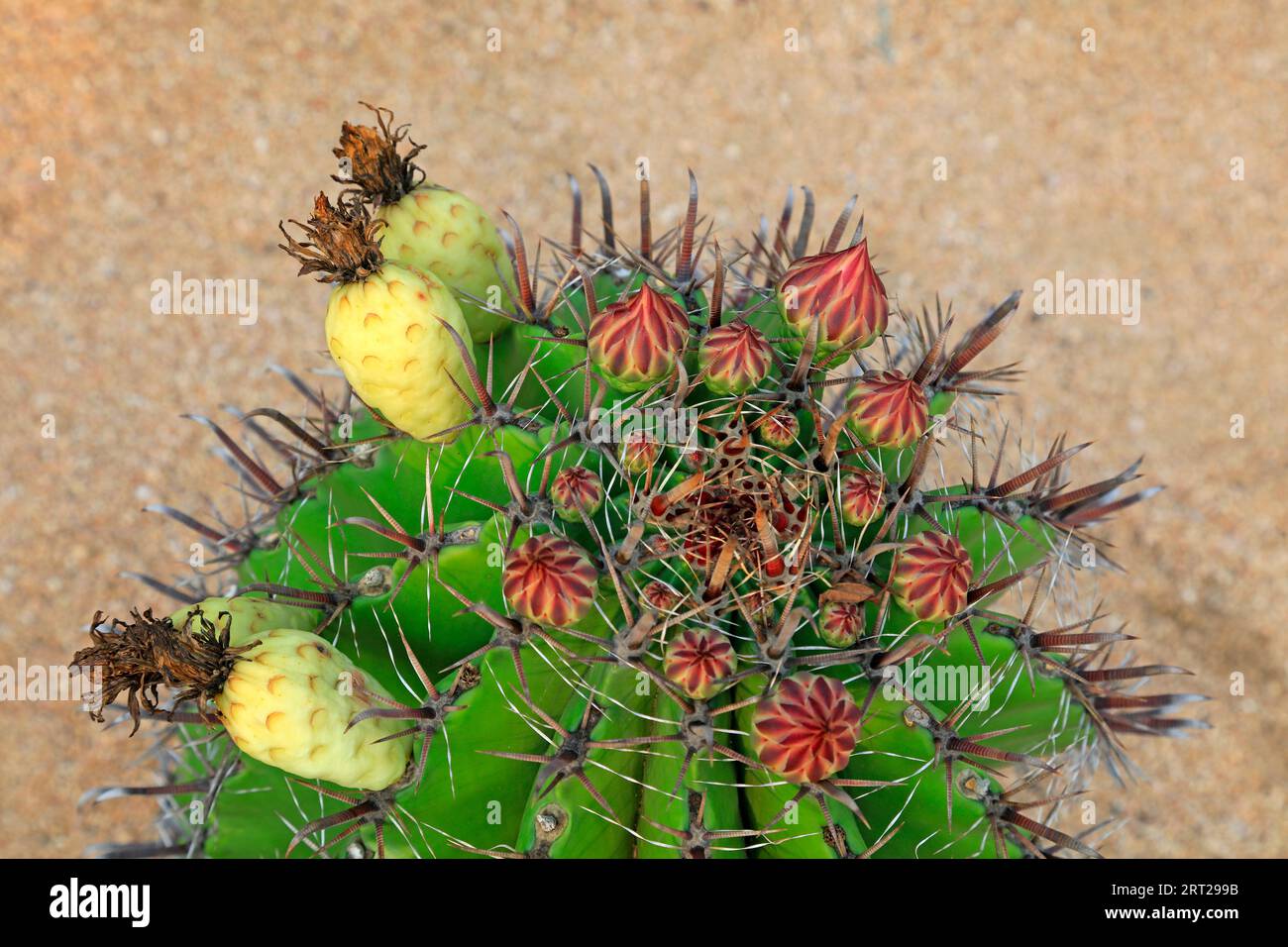 Cactus plants Ferocactus peninsulae in a garden Stock Photo - Alamy