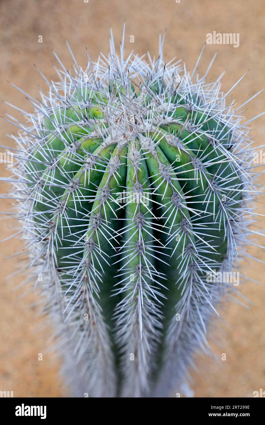 Cactus plants Pachycereus pringlei in a garden Stock Photo - Alamy