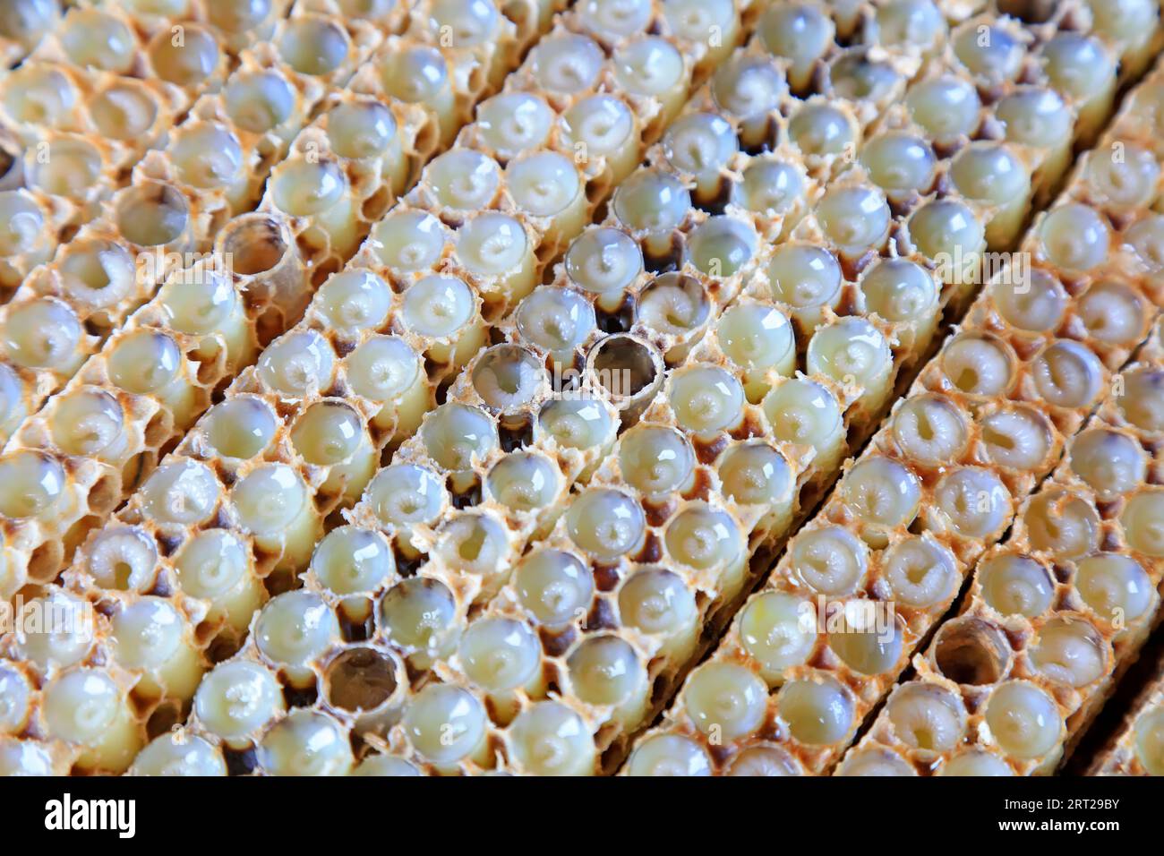 Royal jelly larvae hi-res stock photography and images - Alamy