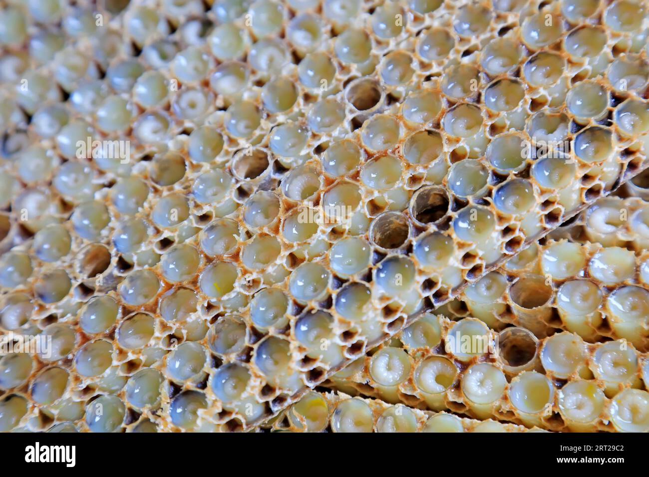 bee larvae in the nest, closeup of photo Stock Photo - Alamy