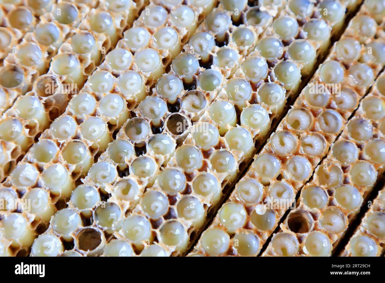 bee larvae in the nest, closeup of photo Stock Photo - Alamy