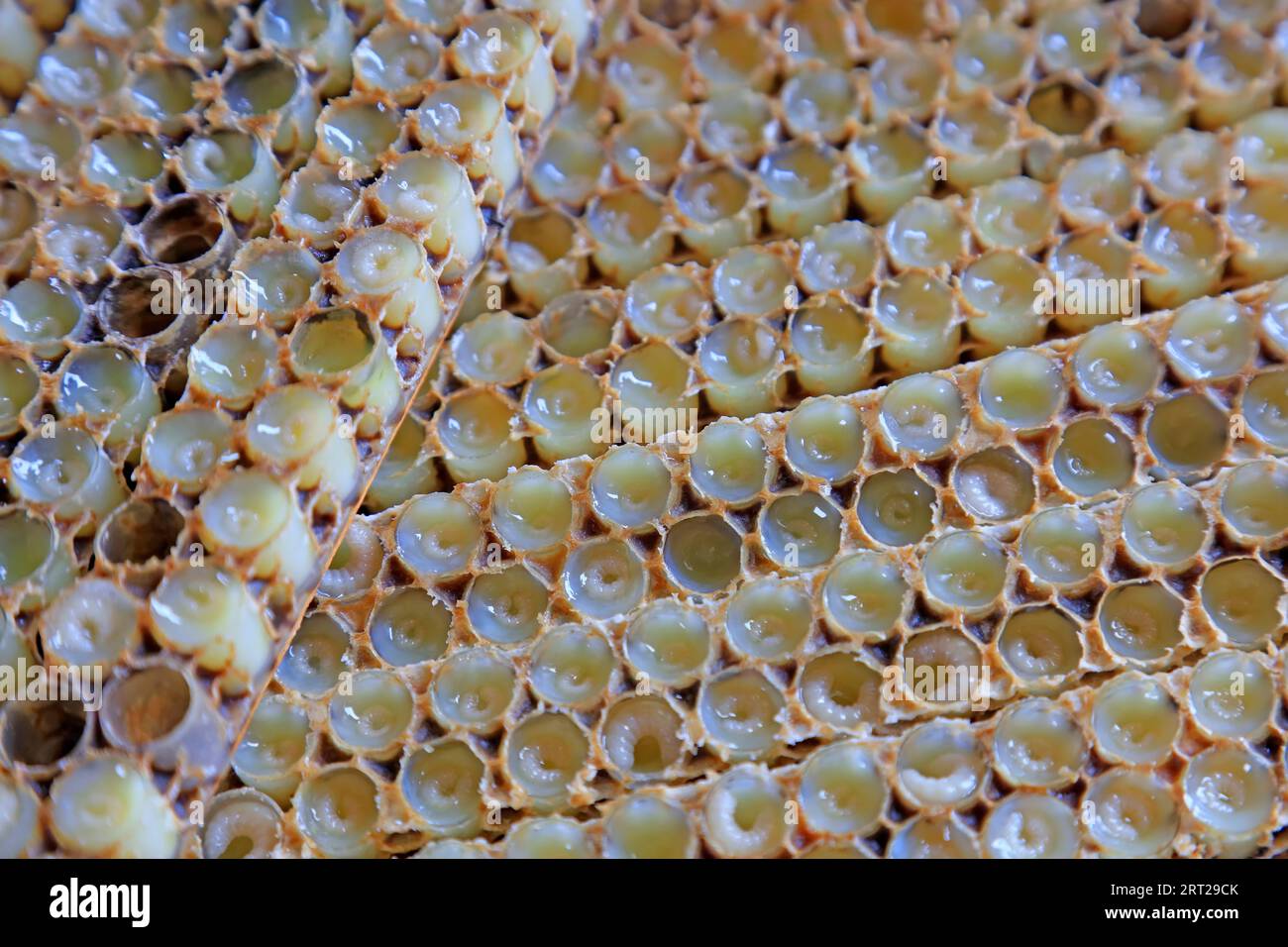 bee larvae in the nest, closeup of photo Stock Photo - Alamy