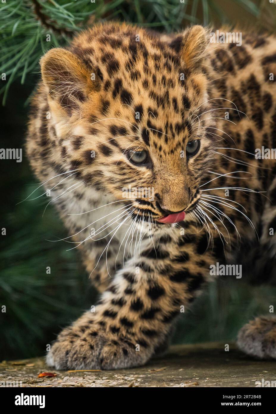 Amur Leopard Cubs Yorkshire Wildlife Park