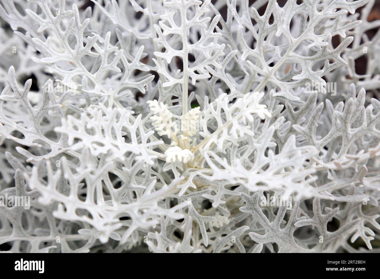 senecio cineraria in botanical garden Stock Photo - Alamy