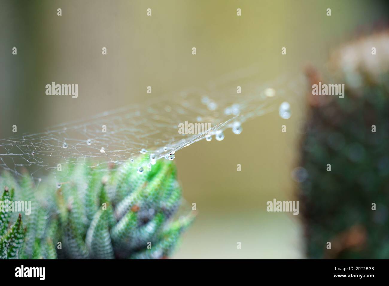 spiders web between two succulant plants wet from dew or rain focus is ...
