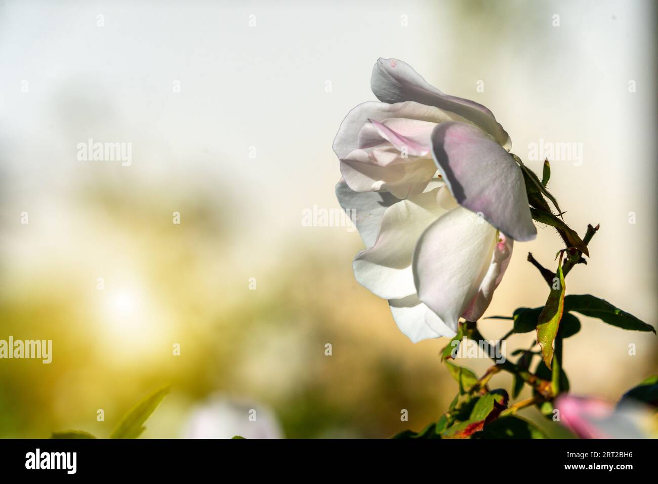 abstract single white rose against mottled white background Stock Photo ...