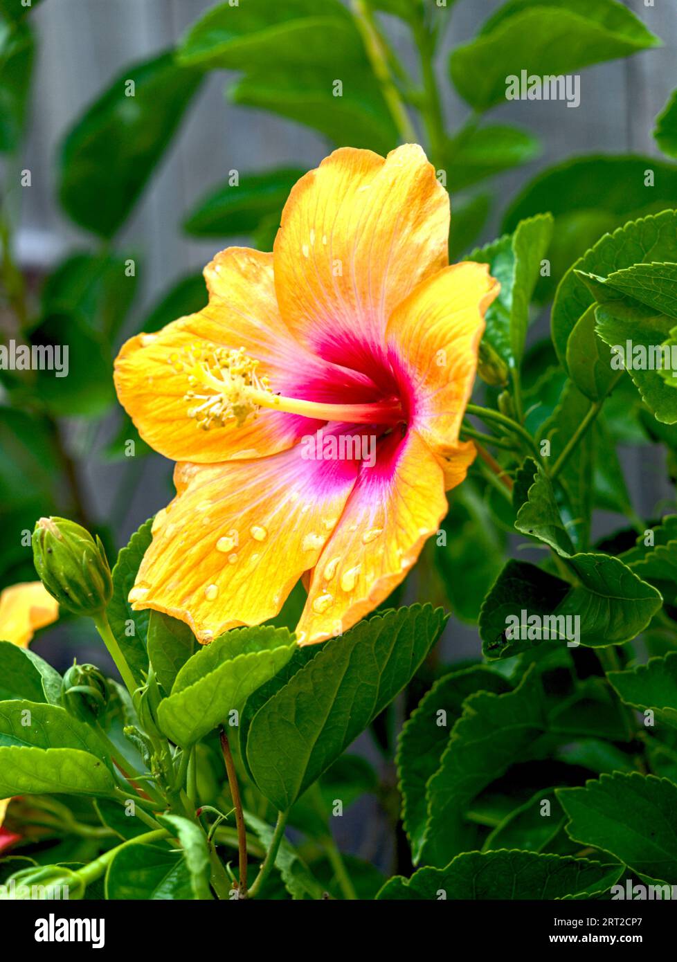 Multicolor hibiscus hi-res stock photography and images - Alamy