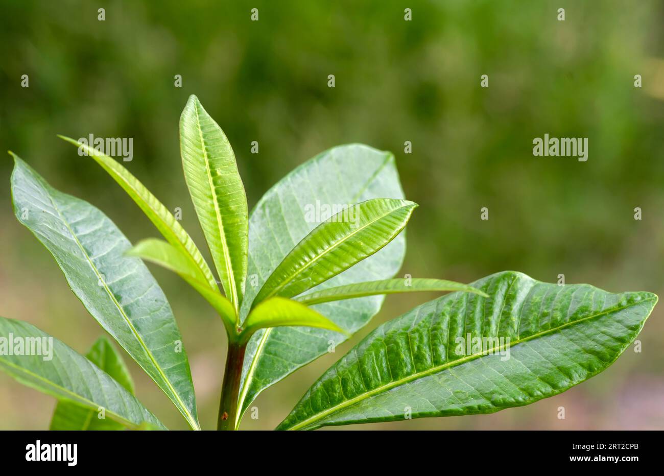 Young Pulai, Alstonia scholaris leaves, commonly called blackboard tree ...