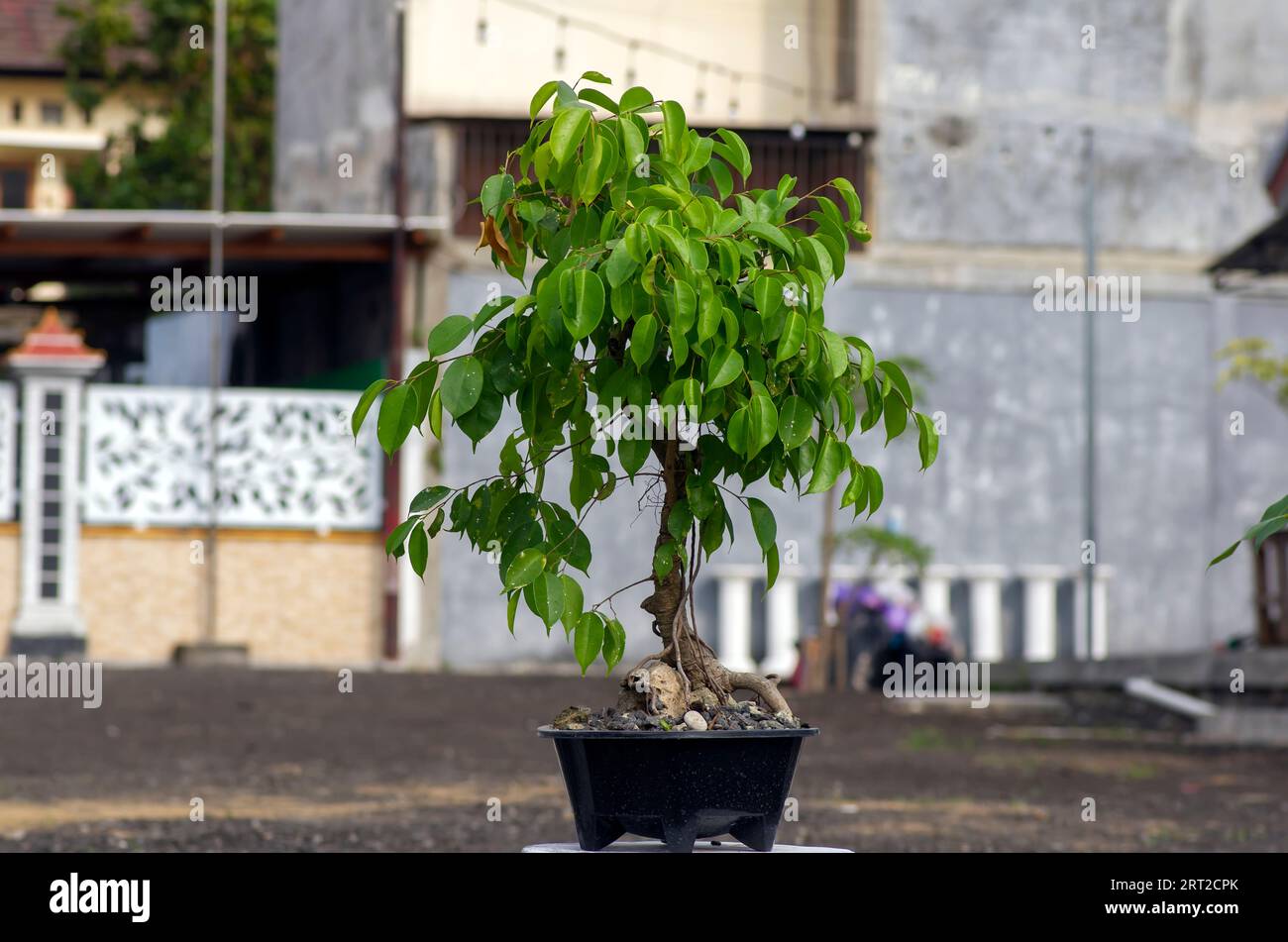 Weeping fig tree hi-res stock photography and images - Alamy