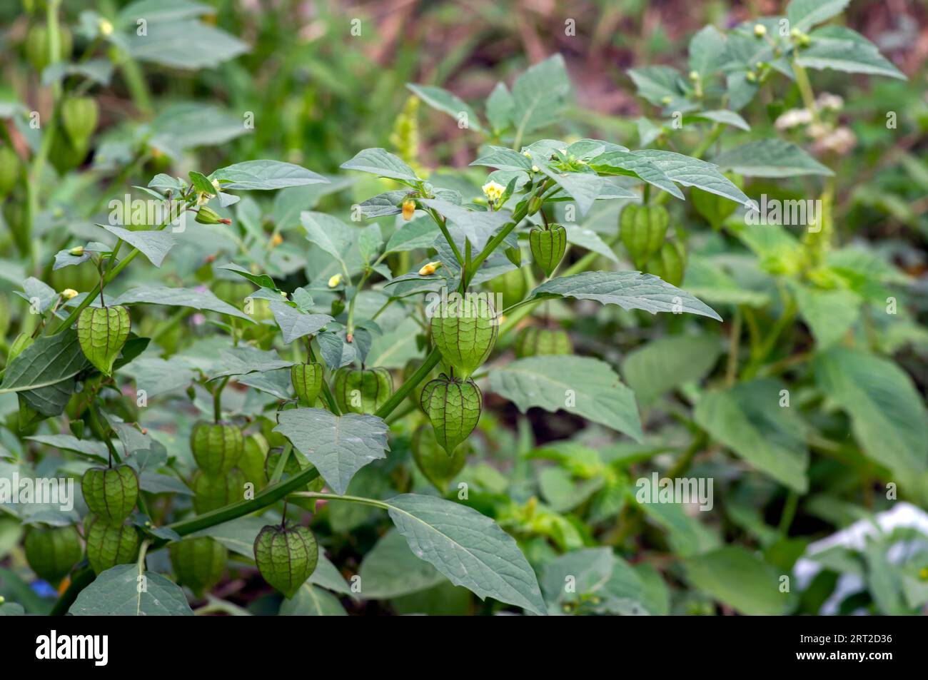 Green Groundcherry (Physalis alkekengi) fruits, known as Ceplukan or ...