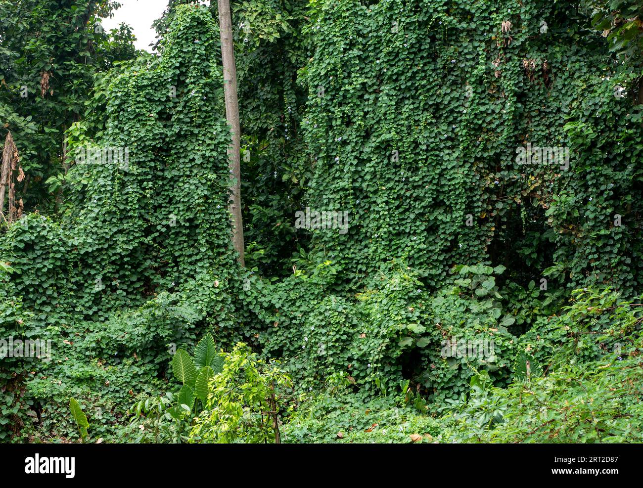 Green vines leaves wall texture in the forest for natural background ...