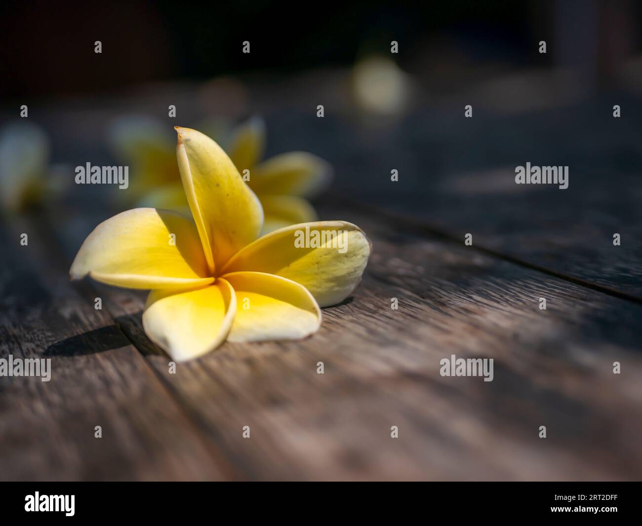 Kamboja flower (Plumeria), a genus of flowering plants in the family ...