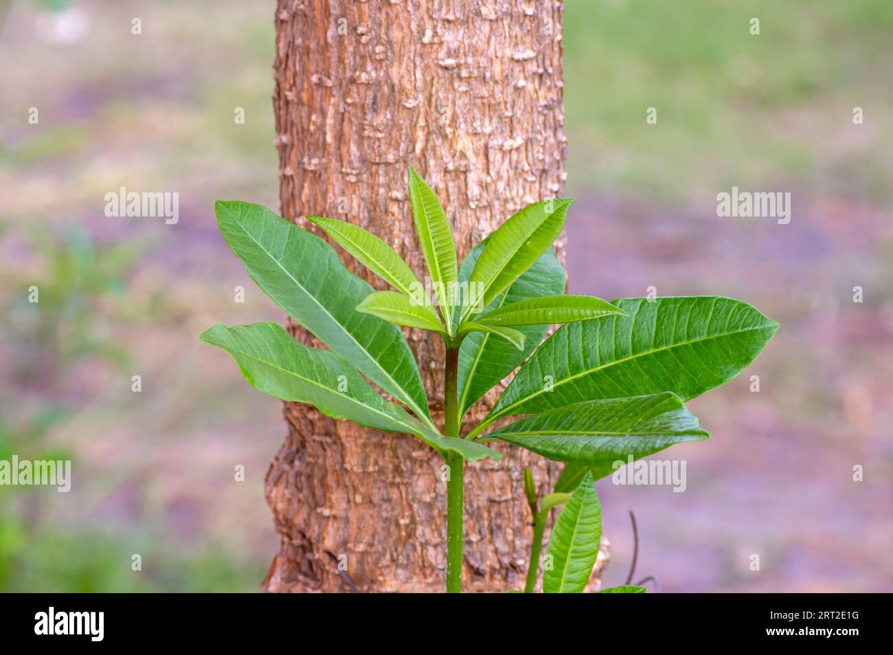 Young Pulai, Alstonia scholaris leaves, commonly called blackboard tree ...