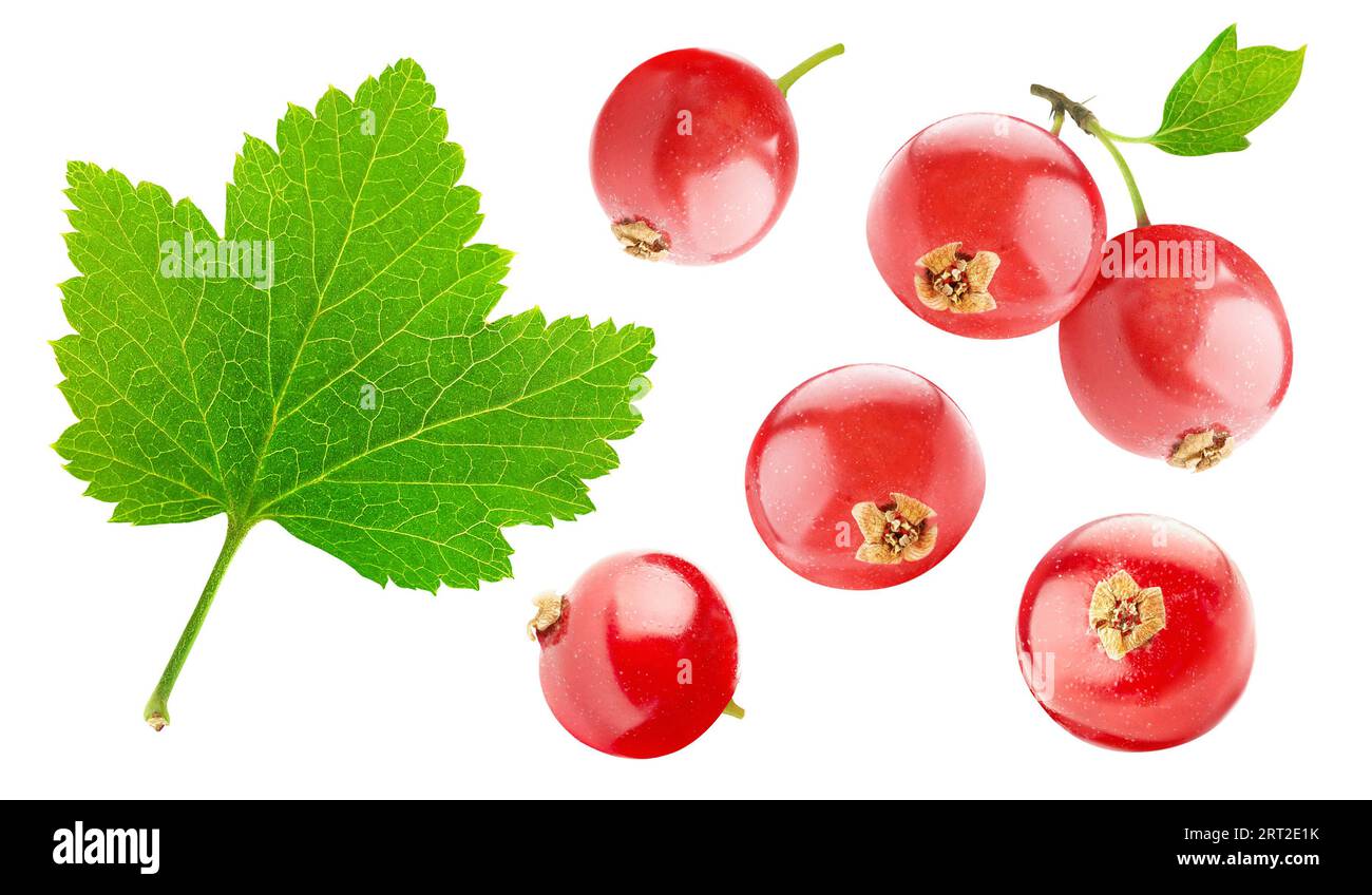 Collection of red currant fruits and a leaf, isolated on white ...