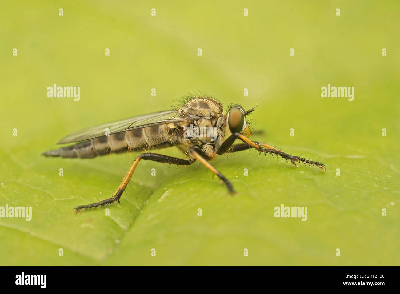 Awl leaf hi-res stock photography and images - Alamy