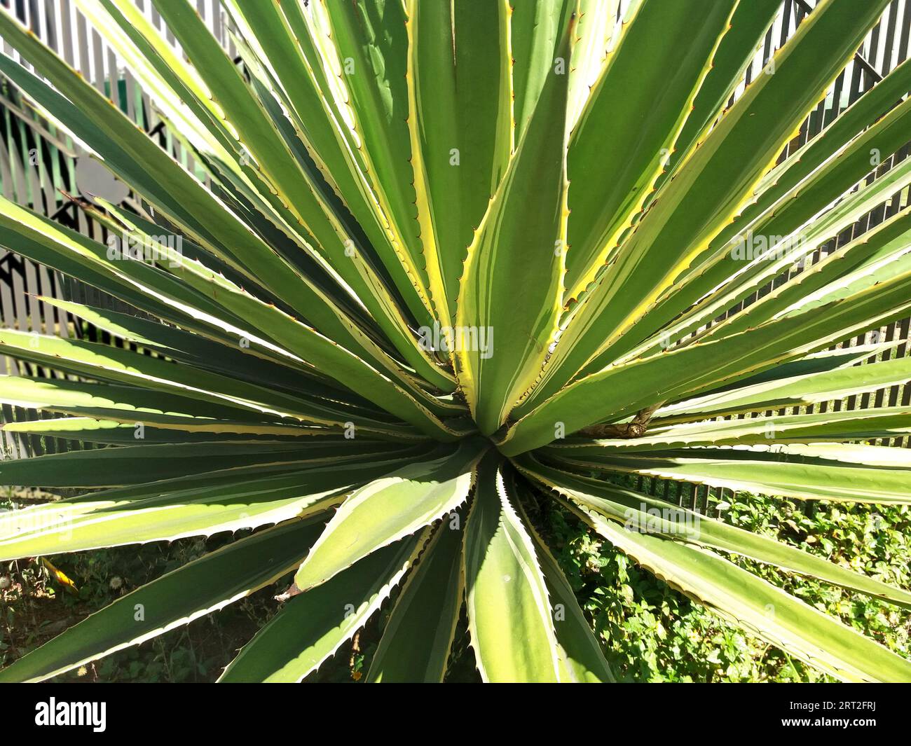 Agave is a plant belonging to the Asparagaceae family and adapts to ...