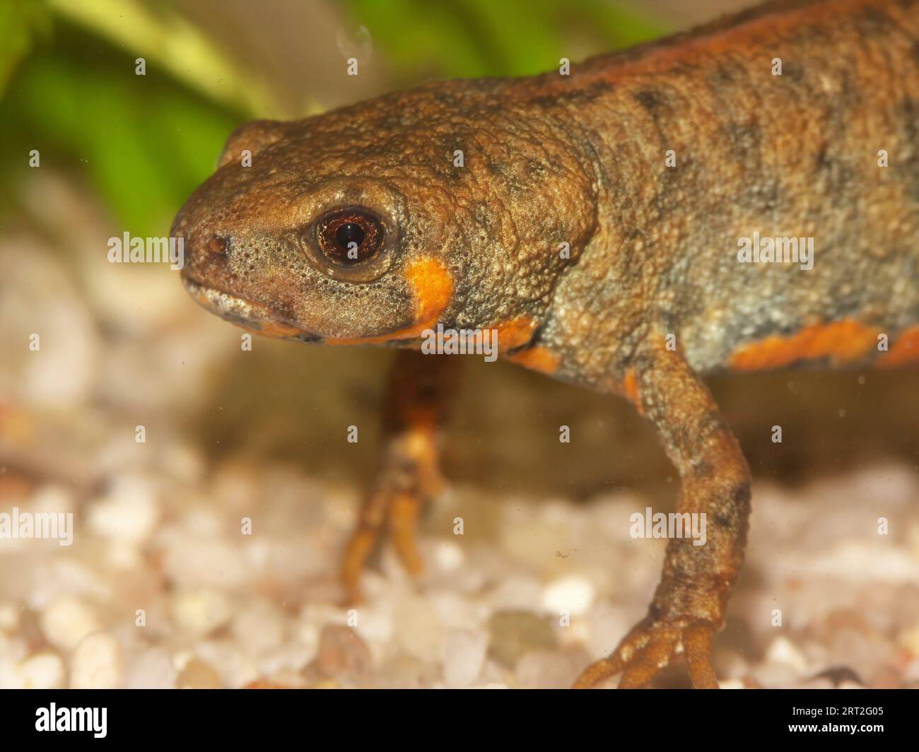 Detailed closeup on a female of the endangered Chuxiong fire-bellied ...