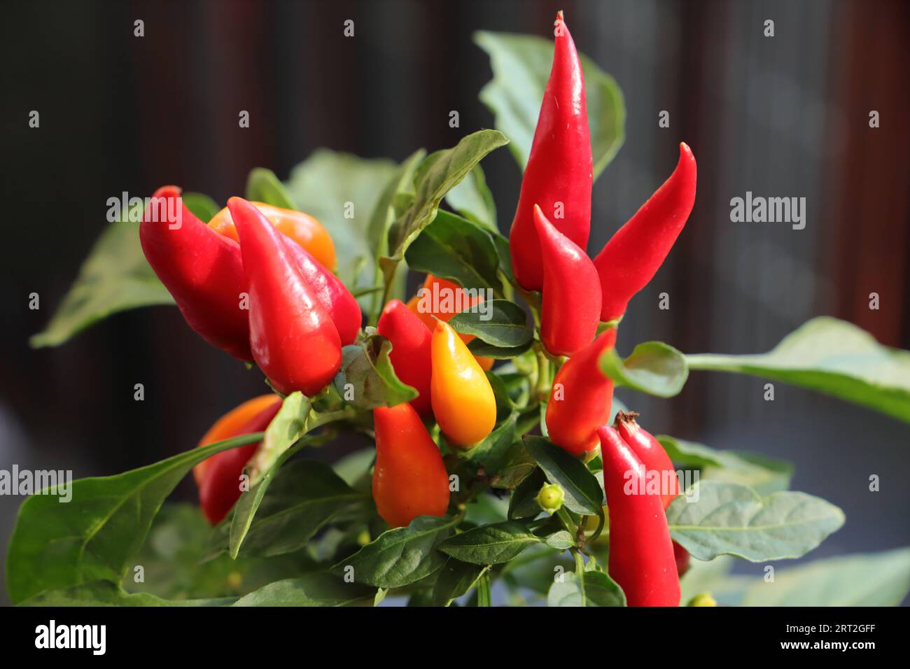 Pepperoni plant pot hi-res stock photography and images - Alamy