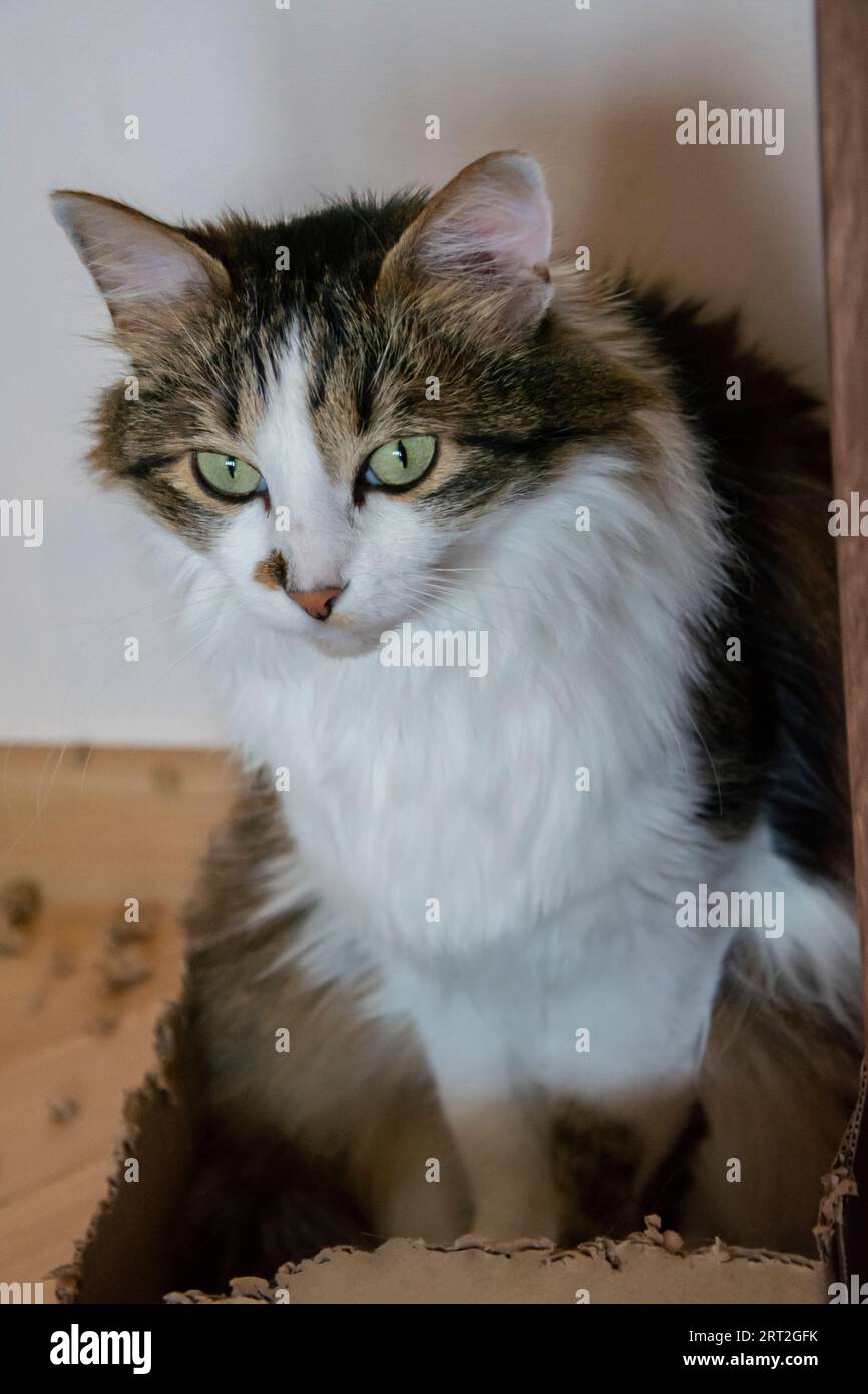 Chewed box hi-res stock photography and images - Alamy