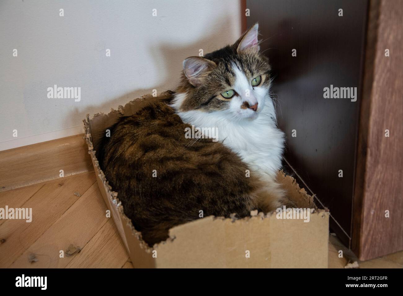 Chewed box hi-res stock photography and images - Alamy
