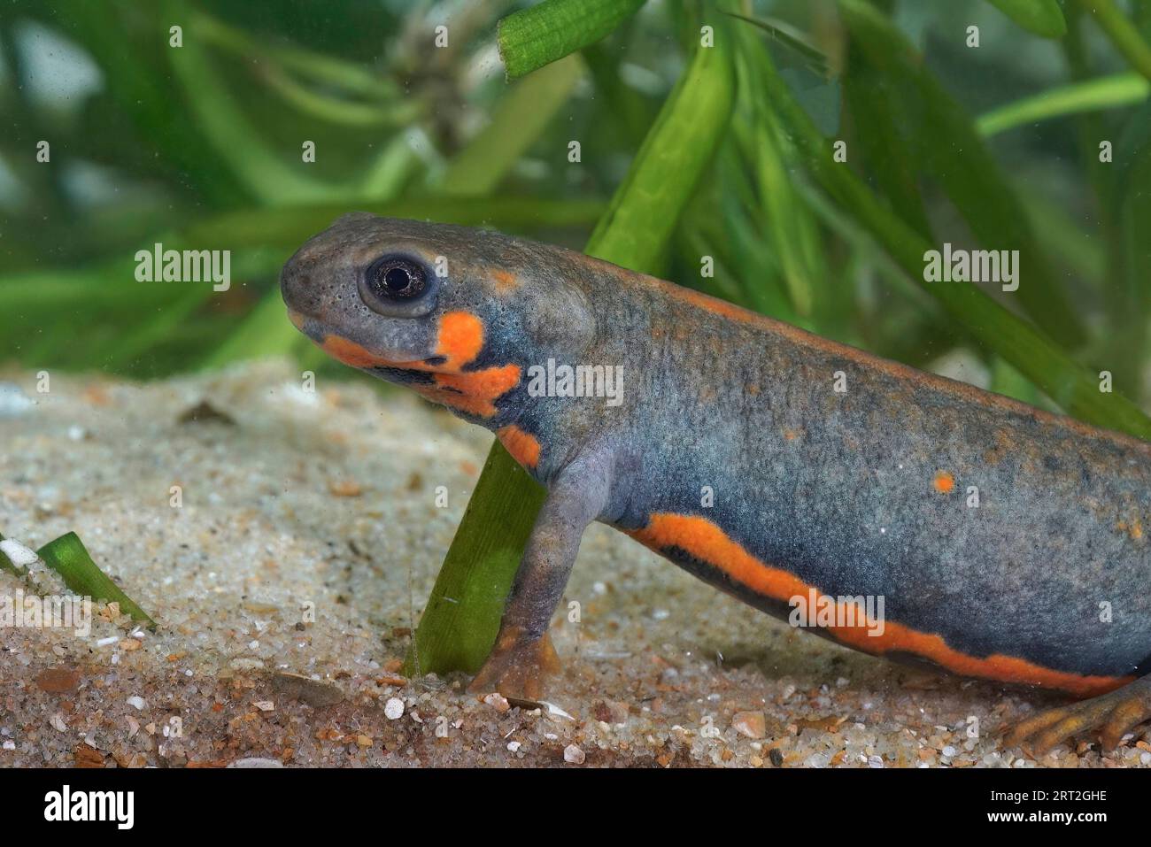 Detailed closeup on a female of the endangered Chuxiong fire-bellied ...