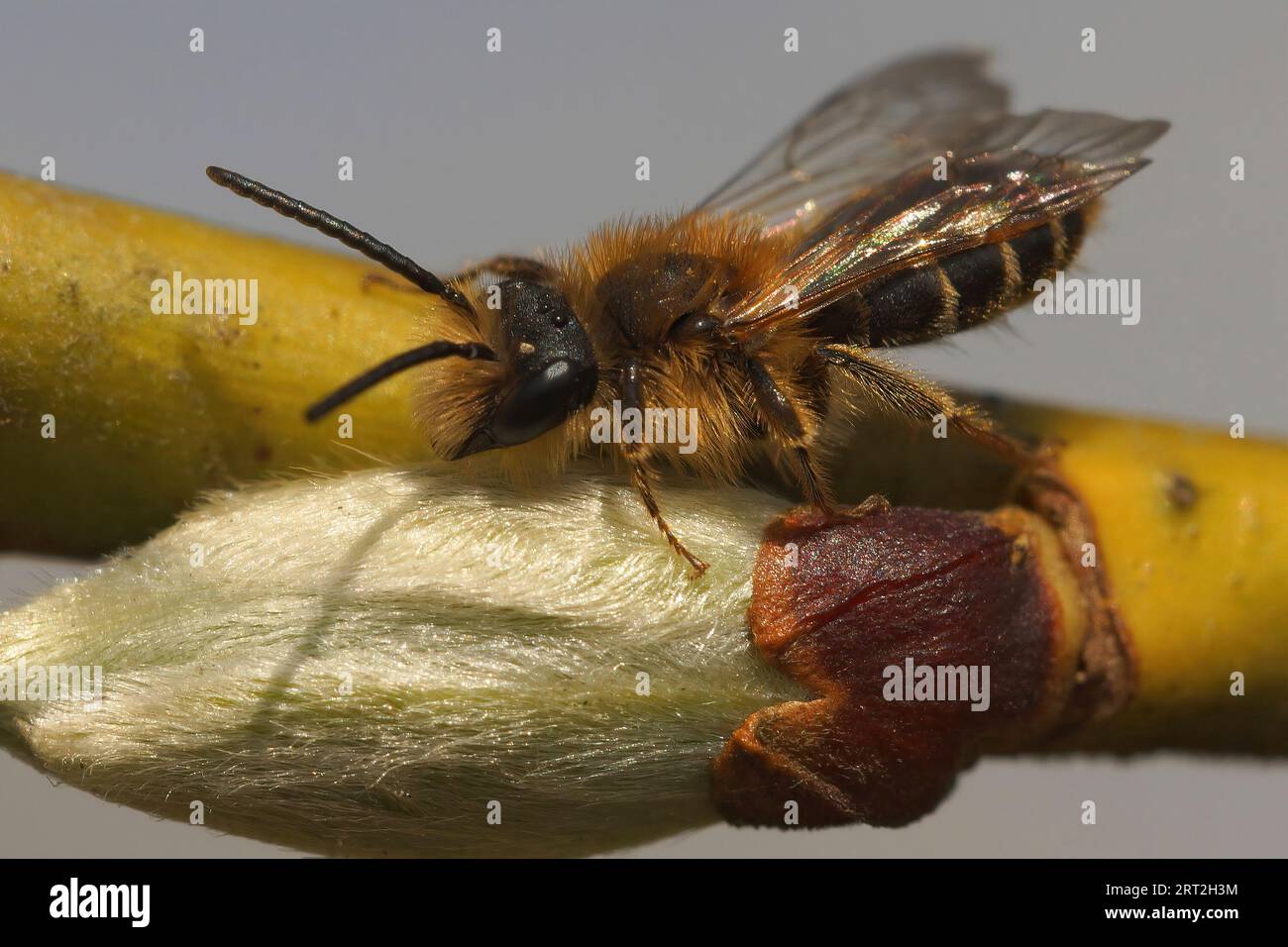 Short twig hi-res stock photography and images - Alamy