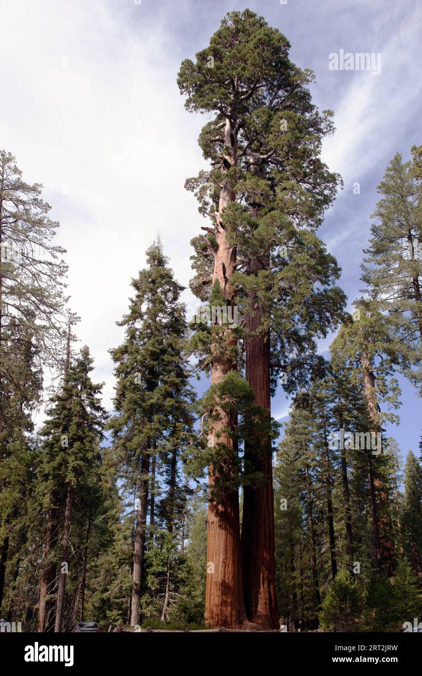 Grant Grove, Kings Canyon, California, USA, 2022. One of the giant ...