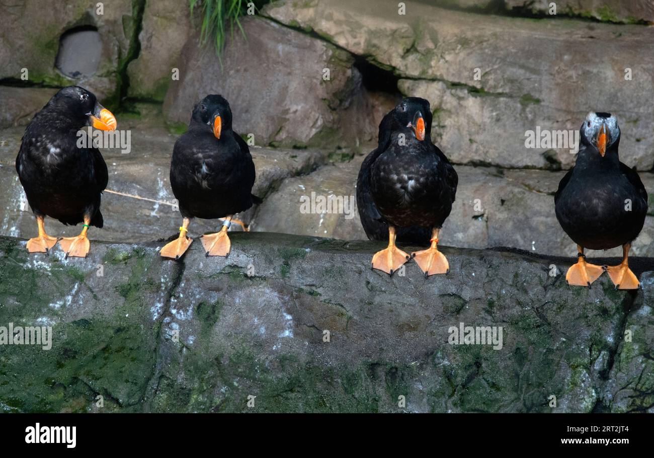 Puffins, Monterey Bay Aquarium, Monterey, California, USA, 2022 ...