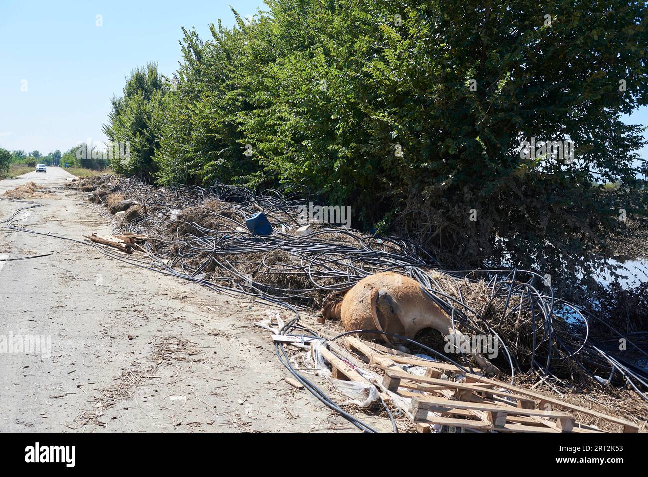 Drowned pigs hi-res stock photography and images - Alamy