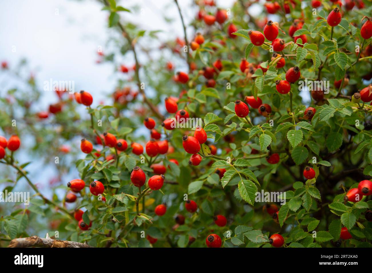 Berries of wild rose Stock Photo - Alamy
