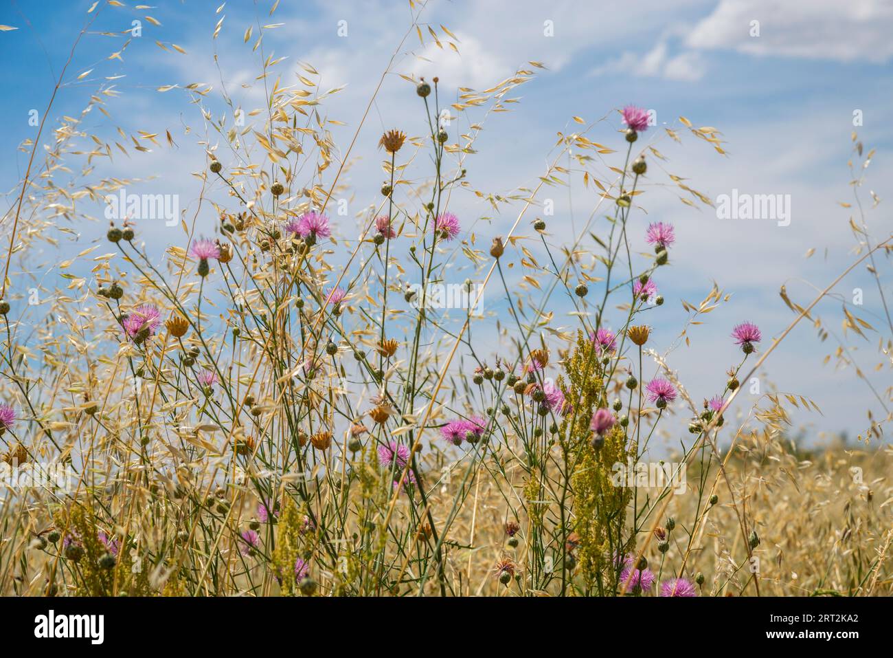 Crops and wild flowers hi-res stock photography and images - Alamy