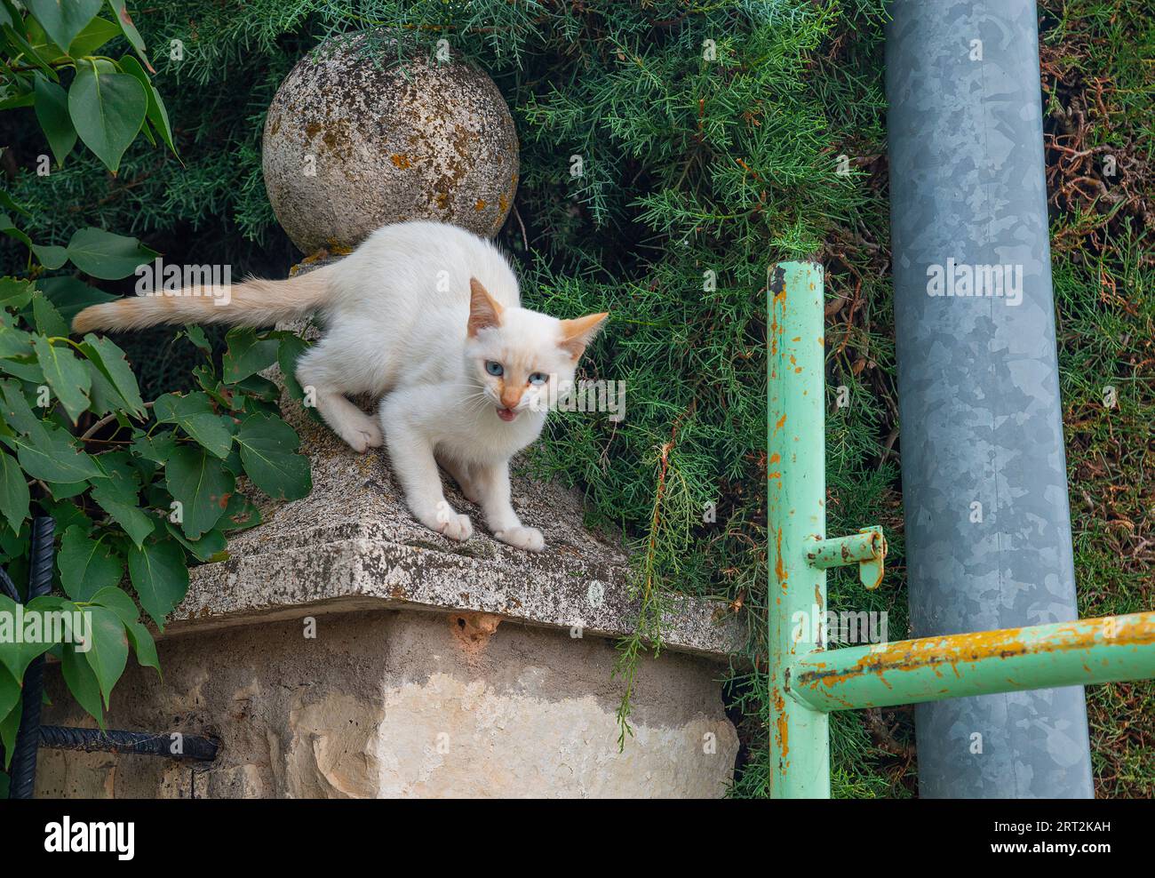 White kitten meowing Stock Photo - Alamy