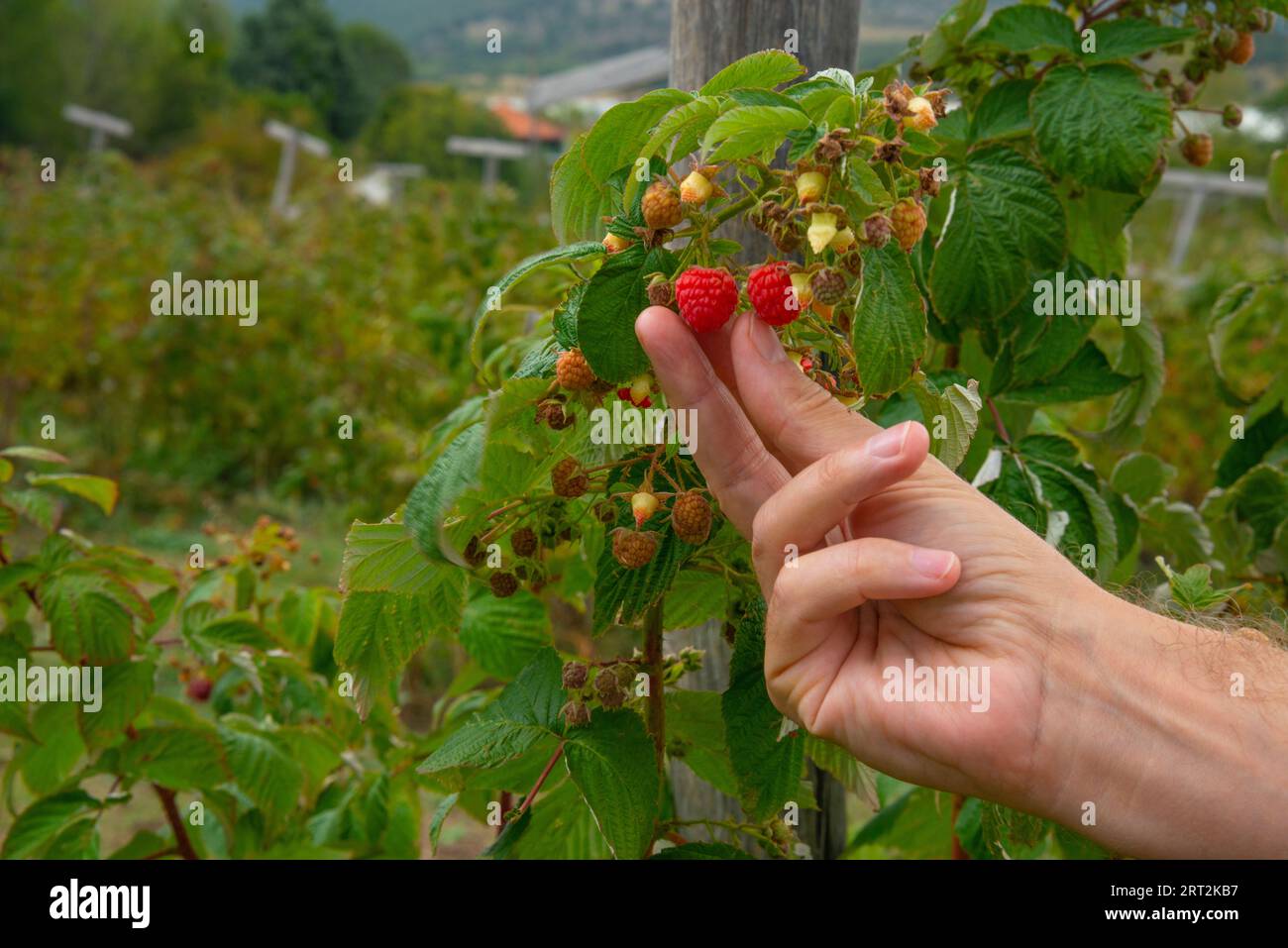 Hand harvesting raspberrries Stock Photo - Alamy