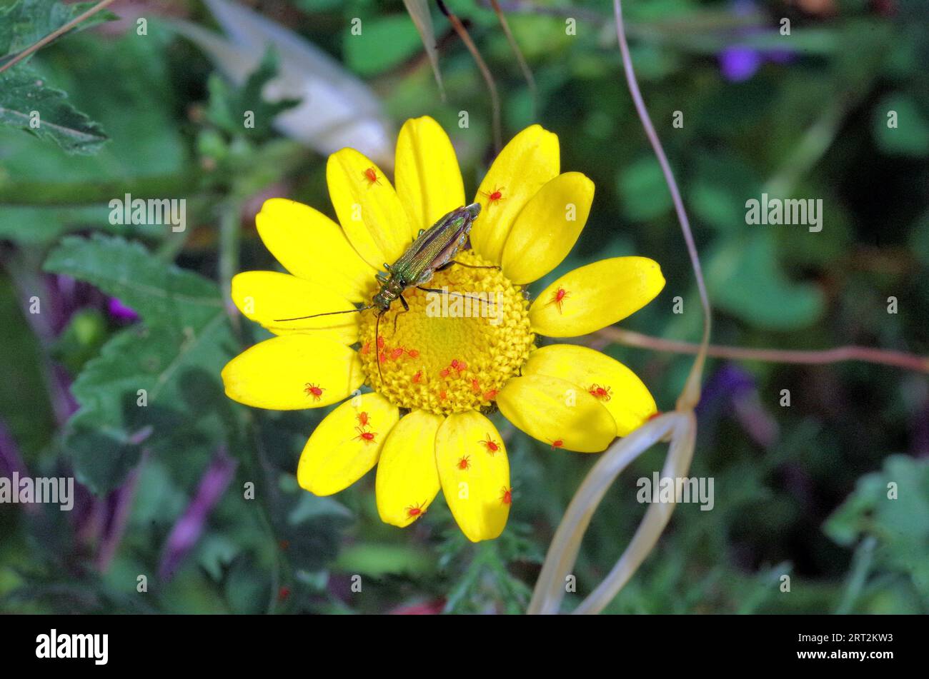 yellow daisy with bug and many little red spiders on Stock Photo - Alamy