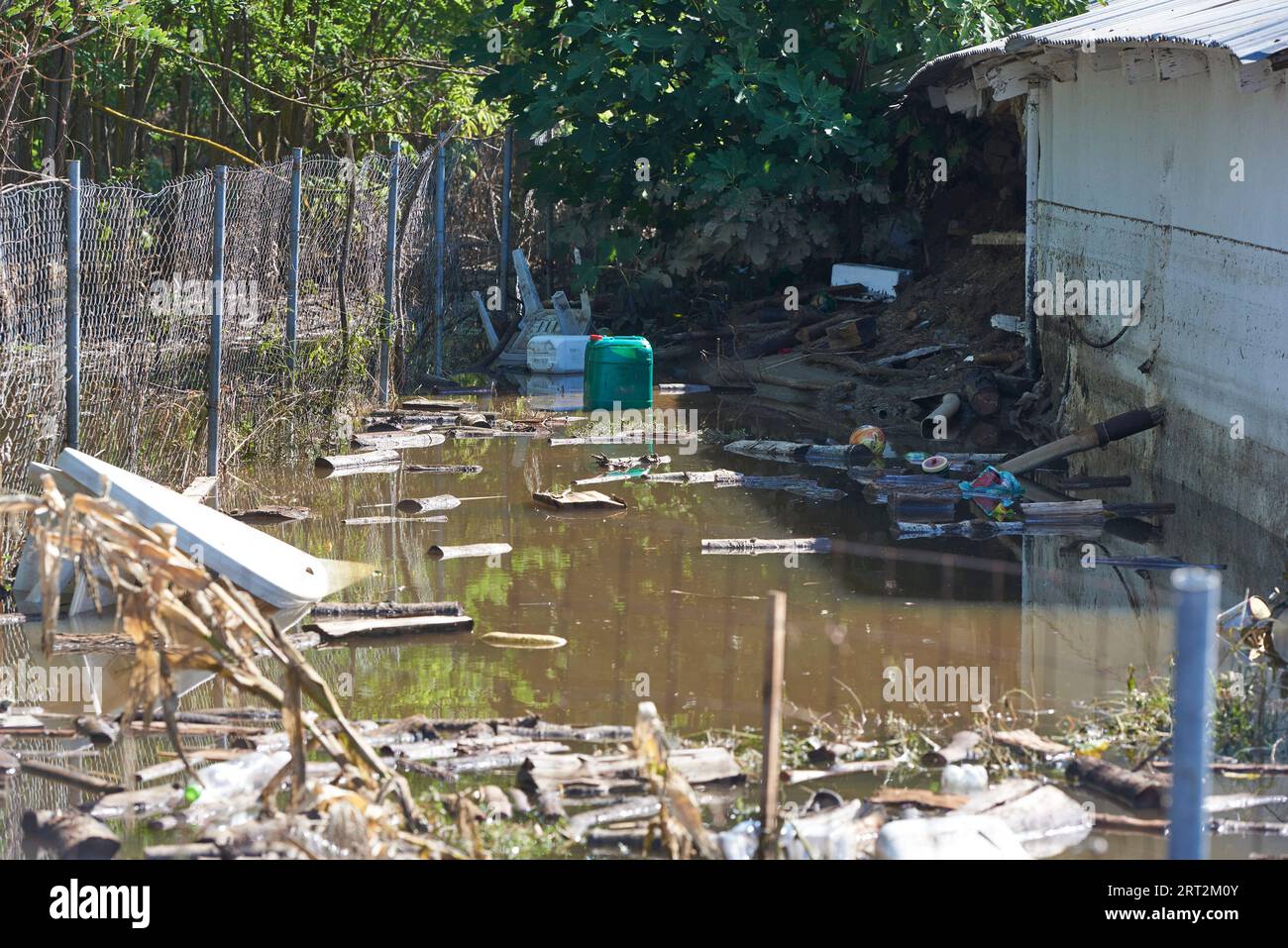 Drowned pigs hi-res stock photography and images - Alamy
