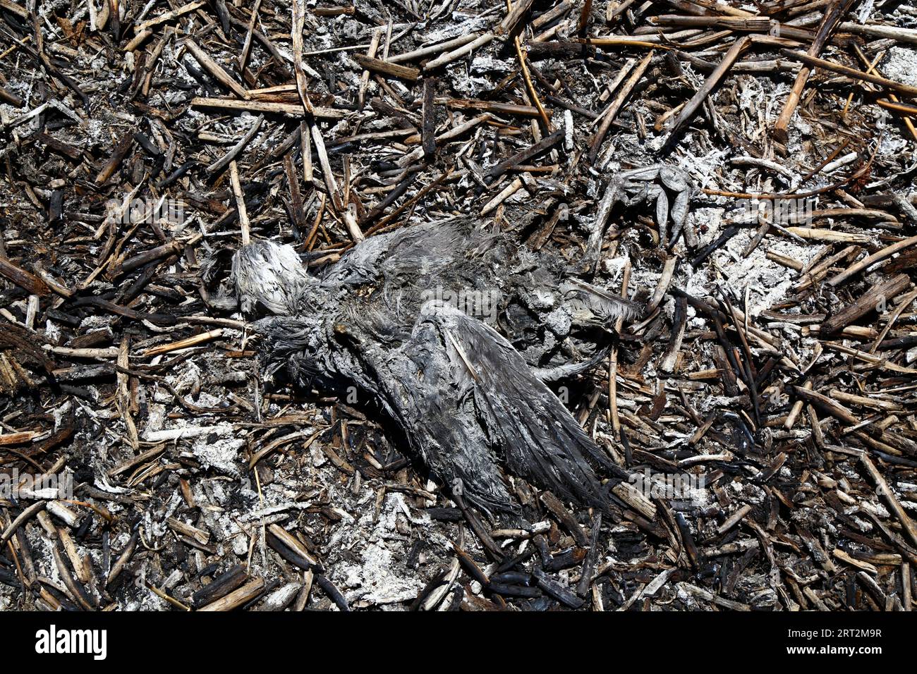 Ave muerto hi-res stock photography and images - Alamy