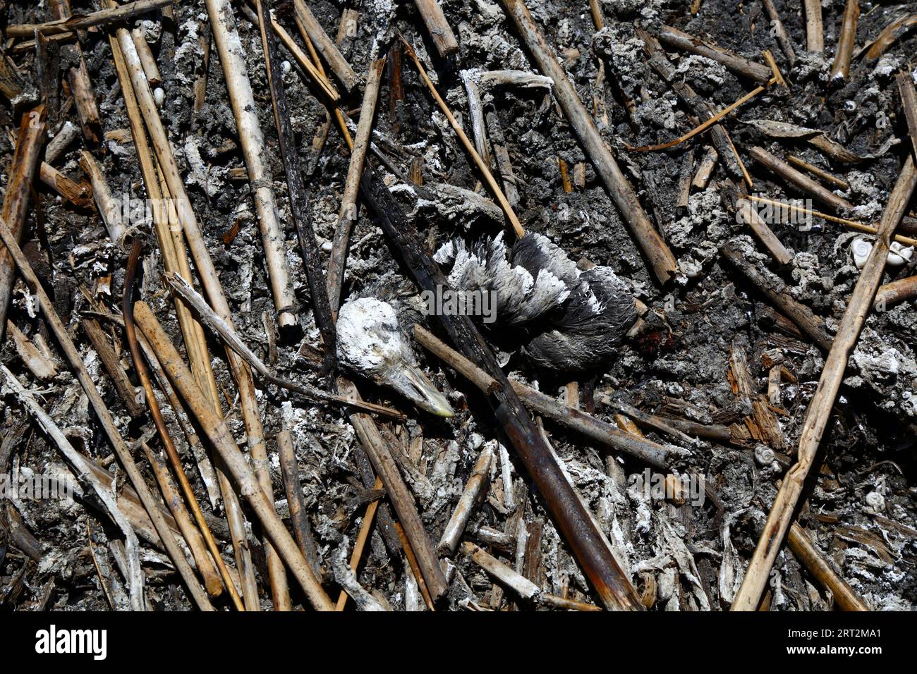 Dead body water hi-res stock photography and images - Alamy