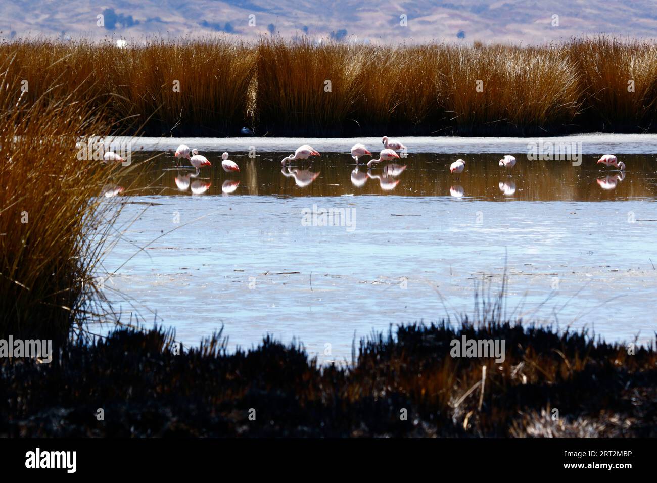 Lake Titicaca, BOLIVIA; September 9th 2023: Chilean flamingos ...