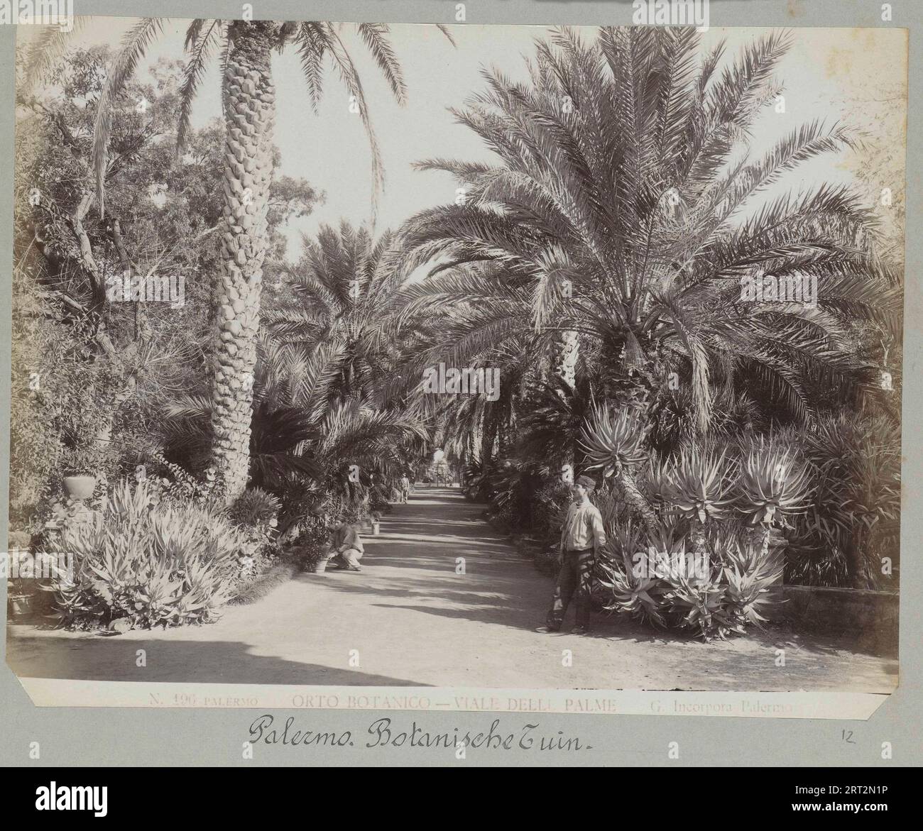 Orto Botanico di Palermo is both a botanical garden, Archival ...