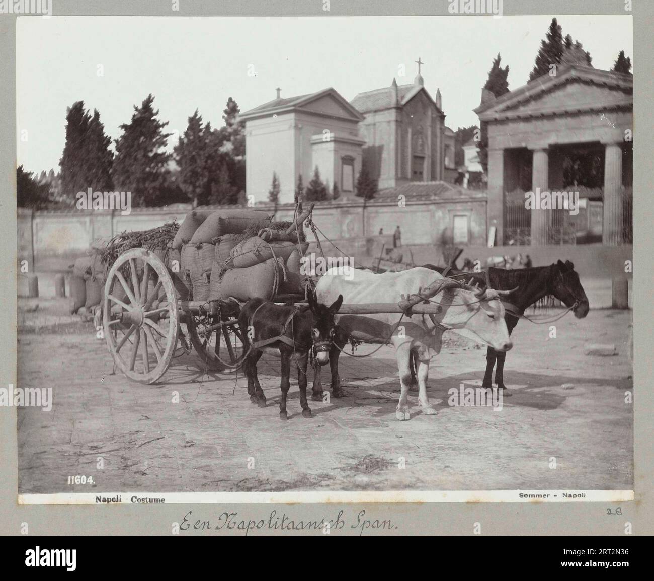 A fully loaded cart in the streets of Naples pulled by a cow, a horse ...